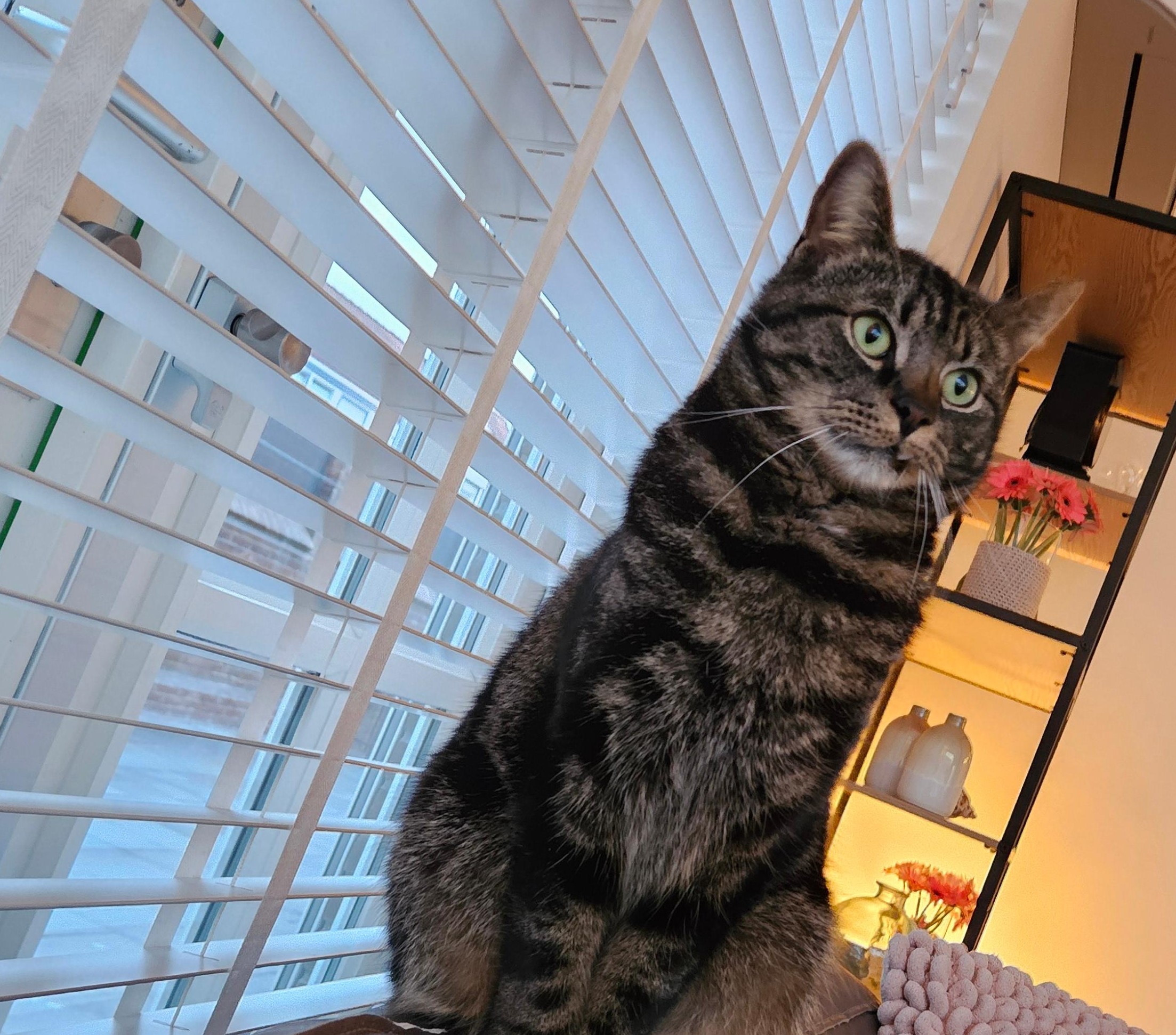 Vermist: Kat Europese Korthaar - registratienummer 51417 ...