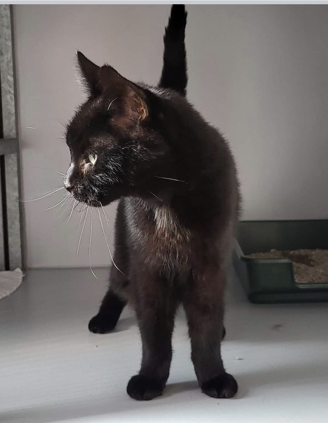 Gevonden: Kat Europese Korthaar - registratienummer 51963 ...